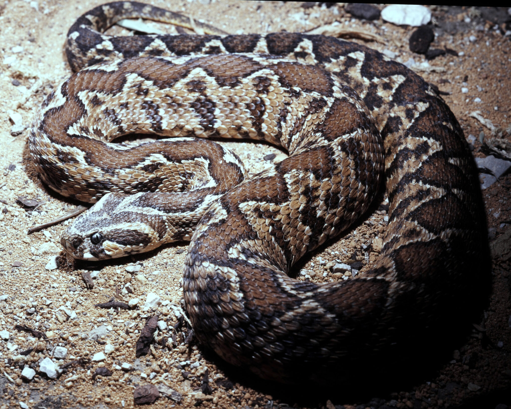 צפע ארצישראלי (Daboia palaestinae)- יופי ארסי של הטבע הישראלי - מוקד ...